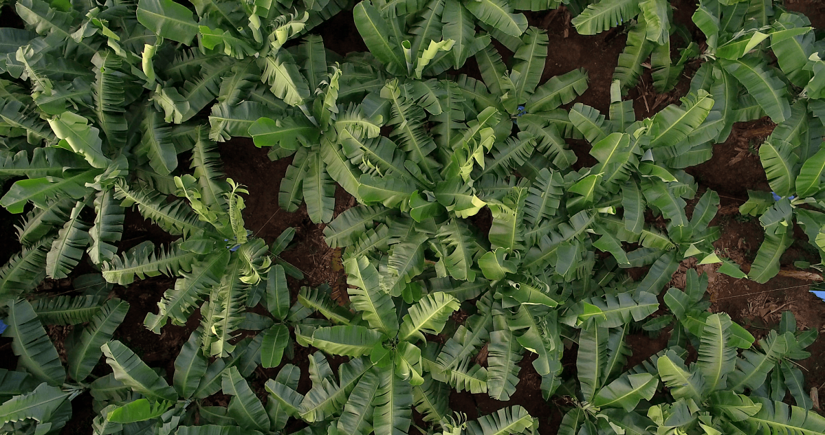 Bienfaits des bananes. 11 choses que vous ne saviez probablement pas ...